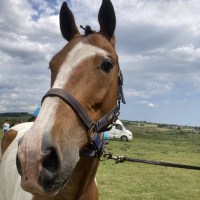 Horseless Adventures – Horse adventures as a non-horse owner.